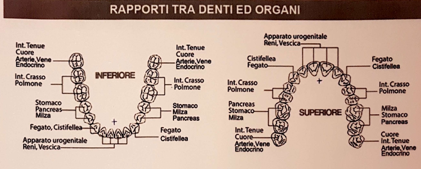 Acpasonic - Denti e Organi Corrispondenti